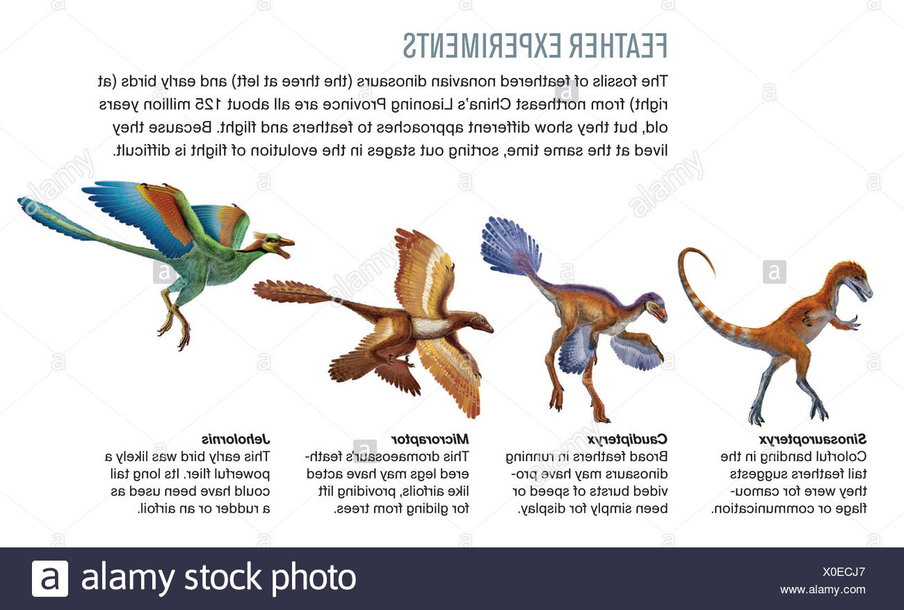 Microraptor Stock Photos & Microraptor Stock Images - Alamy