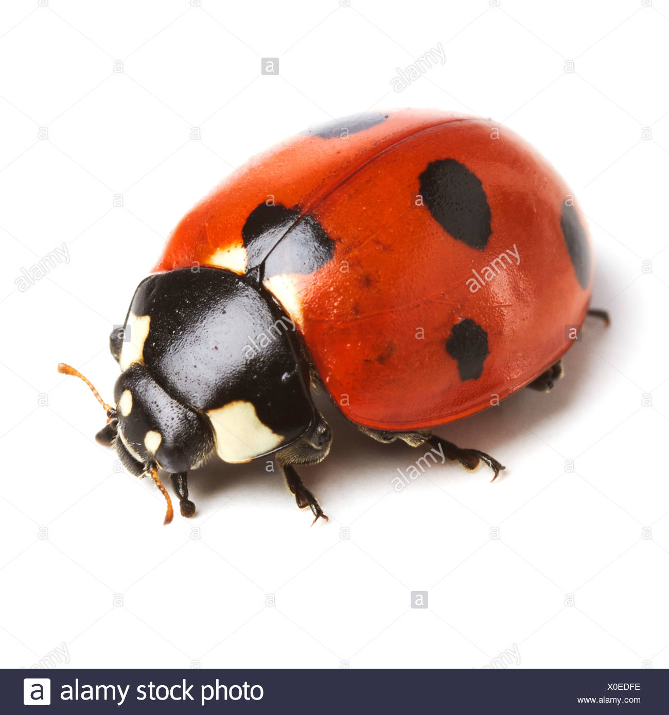 White Ladybird Beetle High Resolution Stock Photography and Images - Alamy