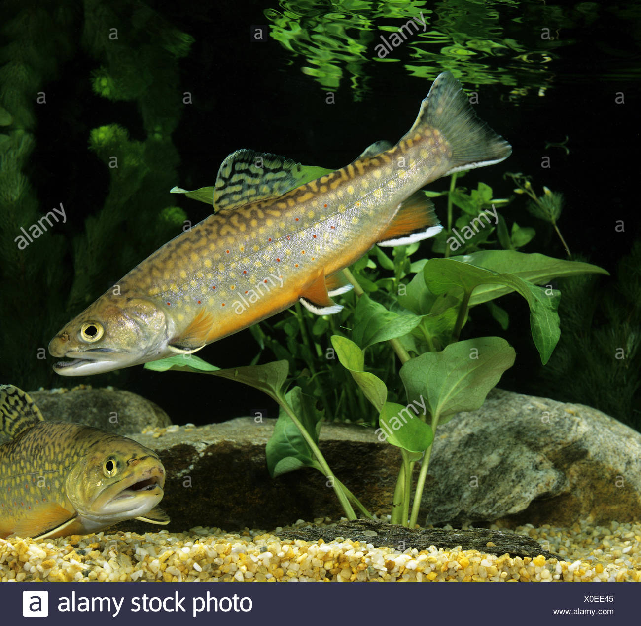 Salvelinus Fontinalis High Resolution Stock Photography and Images - Alamy