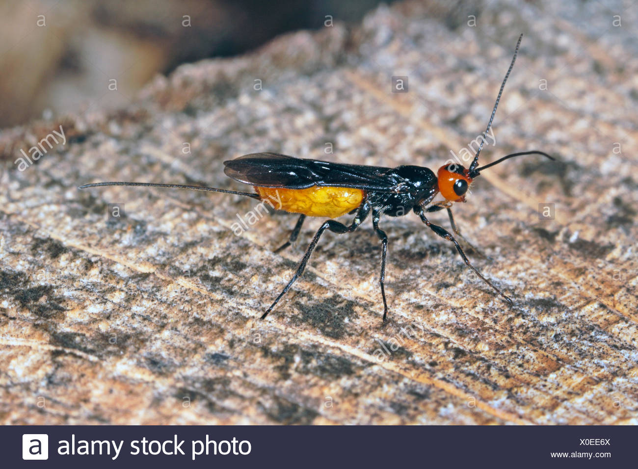 Braconid Wasps Stock Photos & Braconid Wasps Stock Images - Alamy