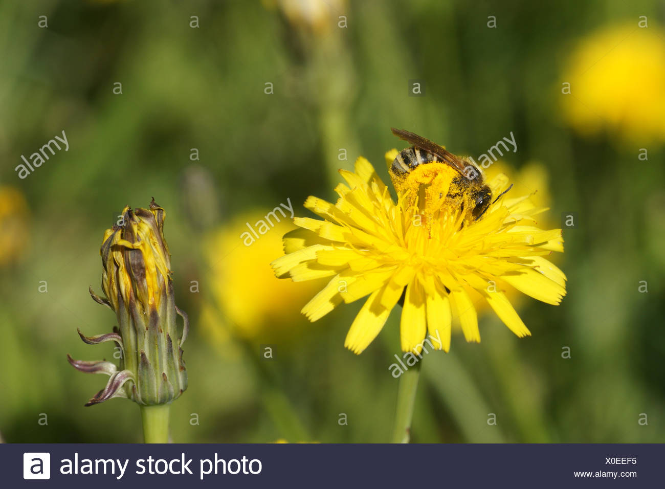 Hawkbits Stock Photos & Hawkbits Stock Images - Alamy