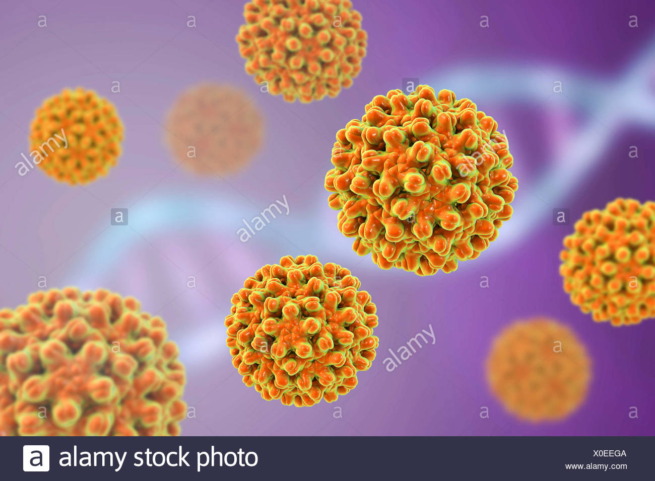 Hepadnaviridae High Resolution Stock Photography and Images - Alamy