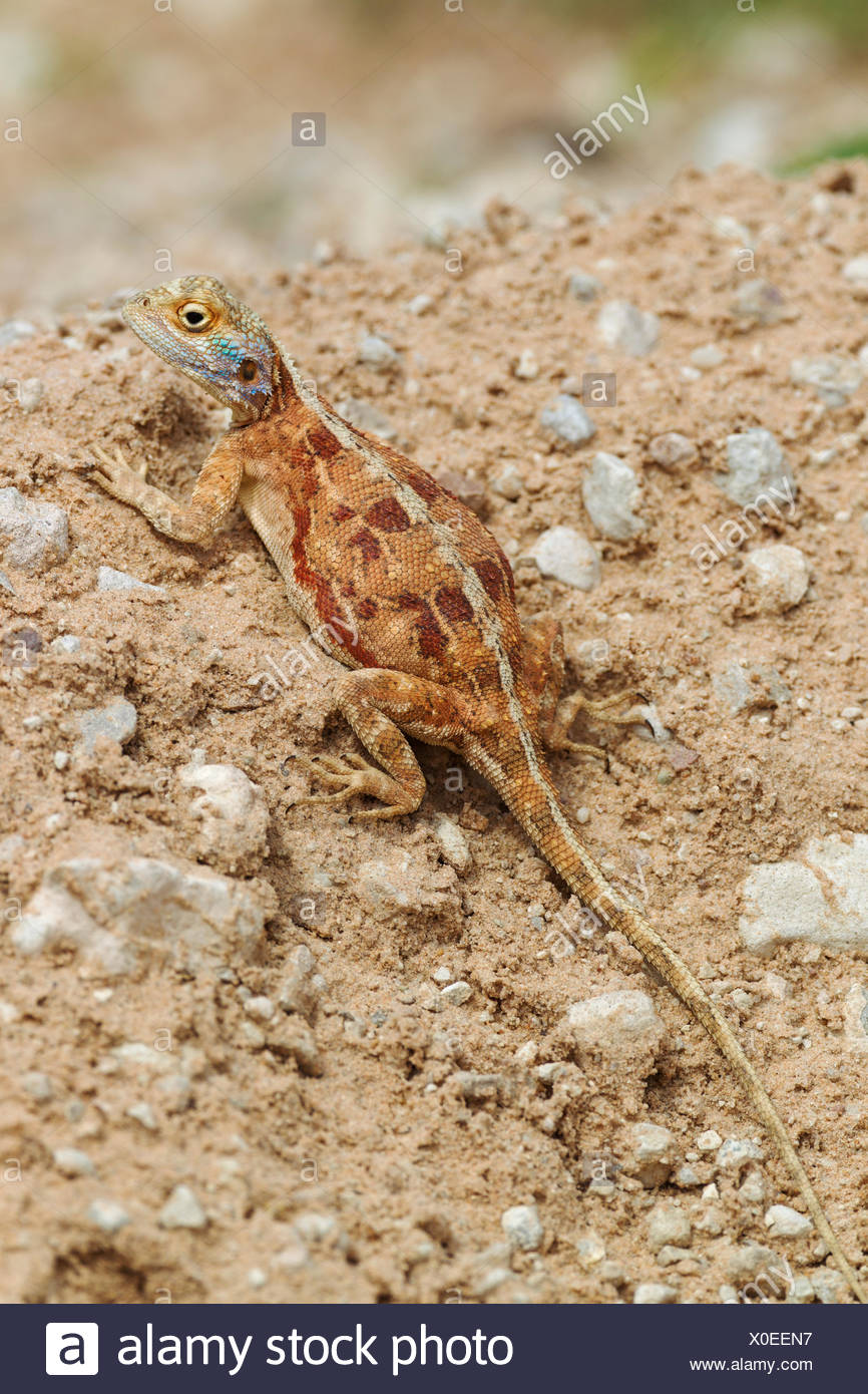 Agama Lizard Female Stock Photos & Agama Lizard Female Stock Images - Alamy