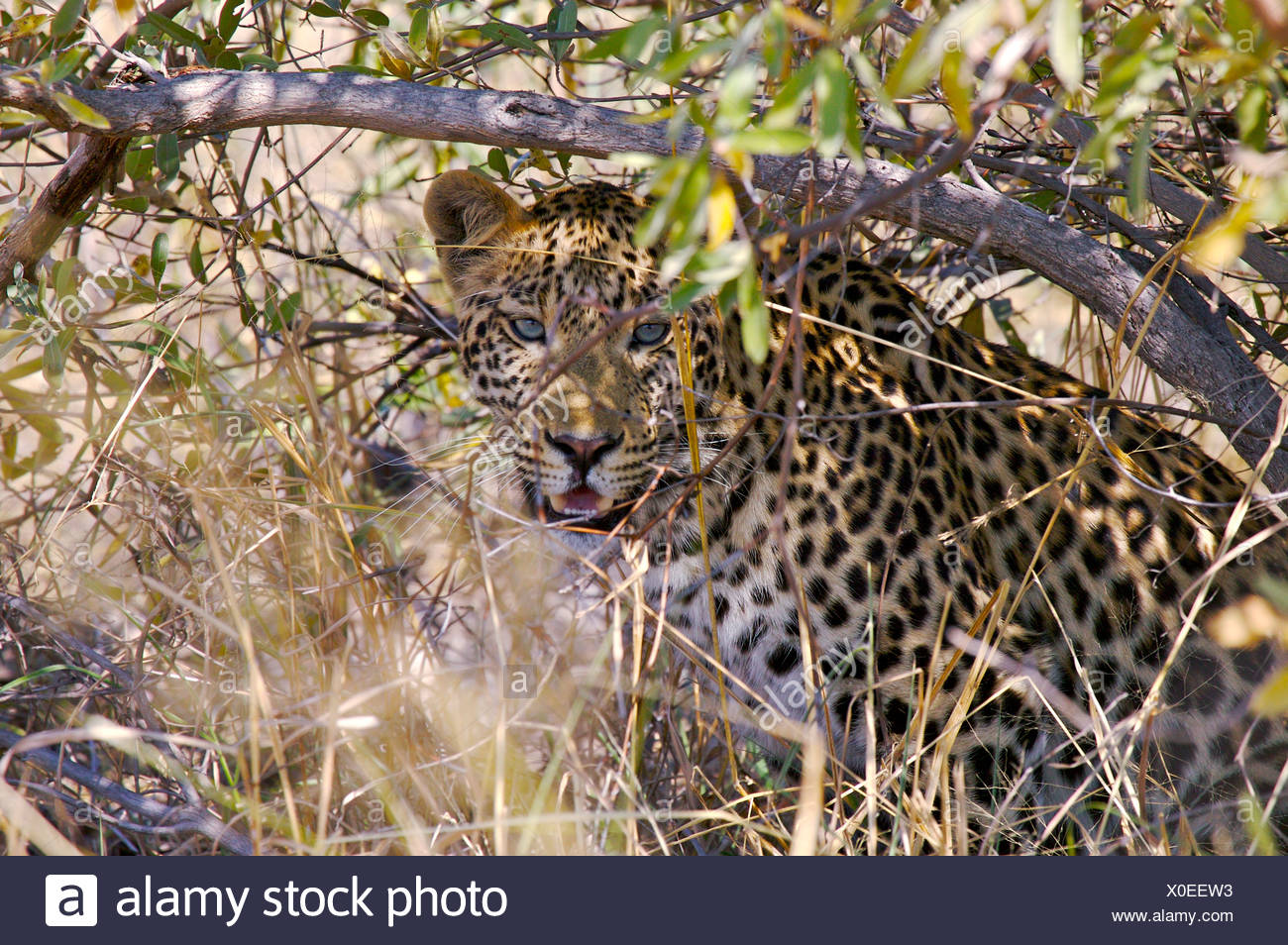 Hiding Behind Bush High Resolution Stock Photography and Images - Alamy