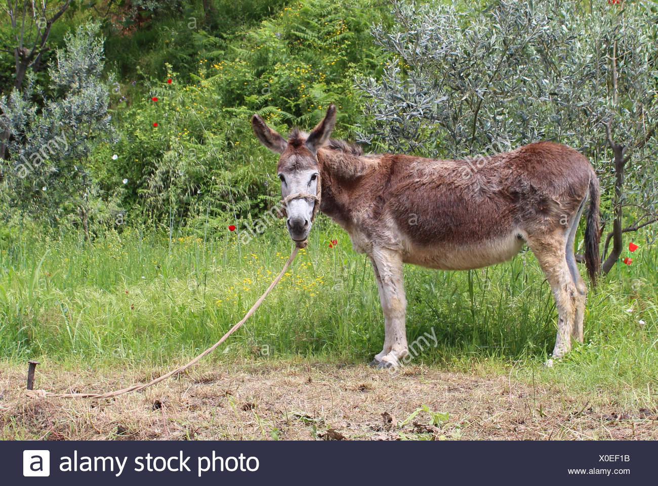 Maulesel High Resolution Stock Photography and Images - Alamy