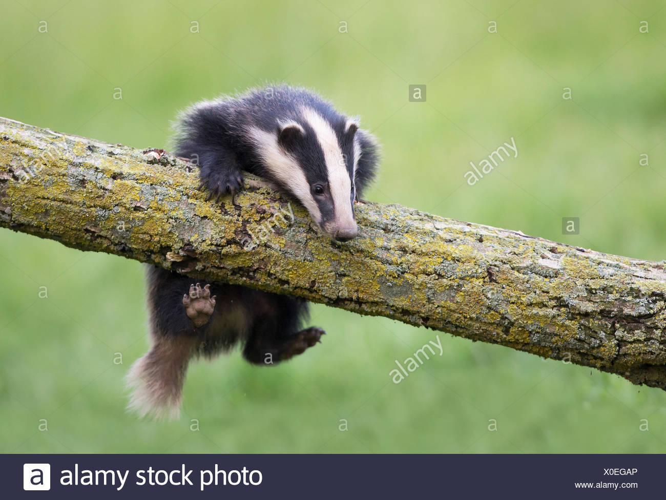 Badger High Resolution Stock Photography and Images - Alamy