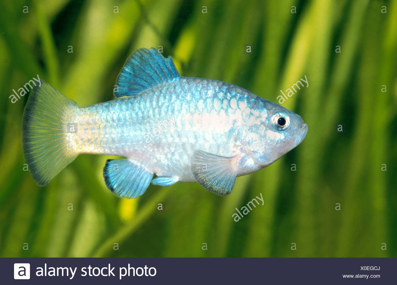 Pupfish High Resolution Stock Photography and Images - Alamy