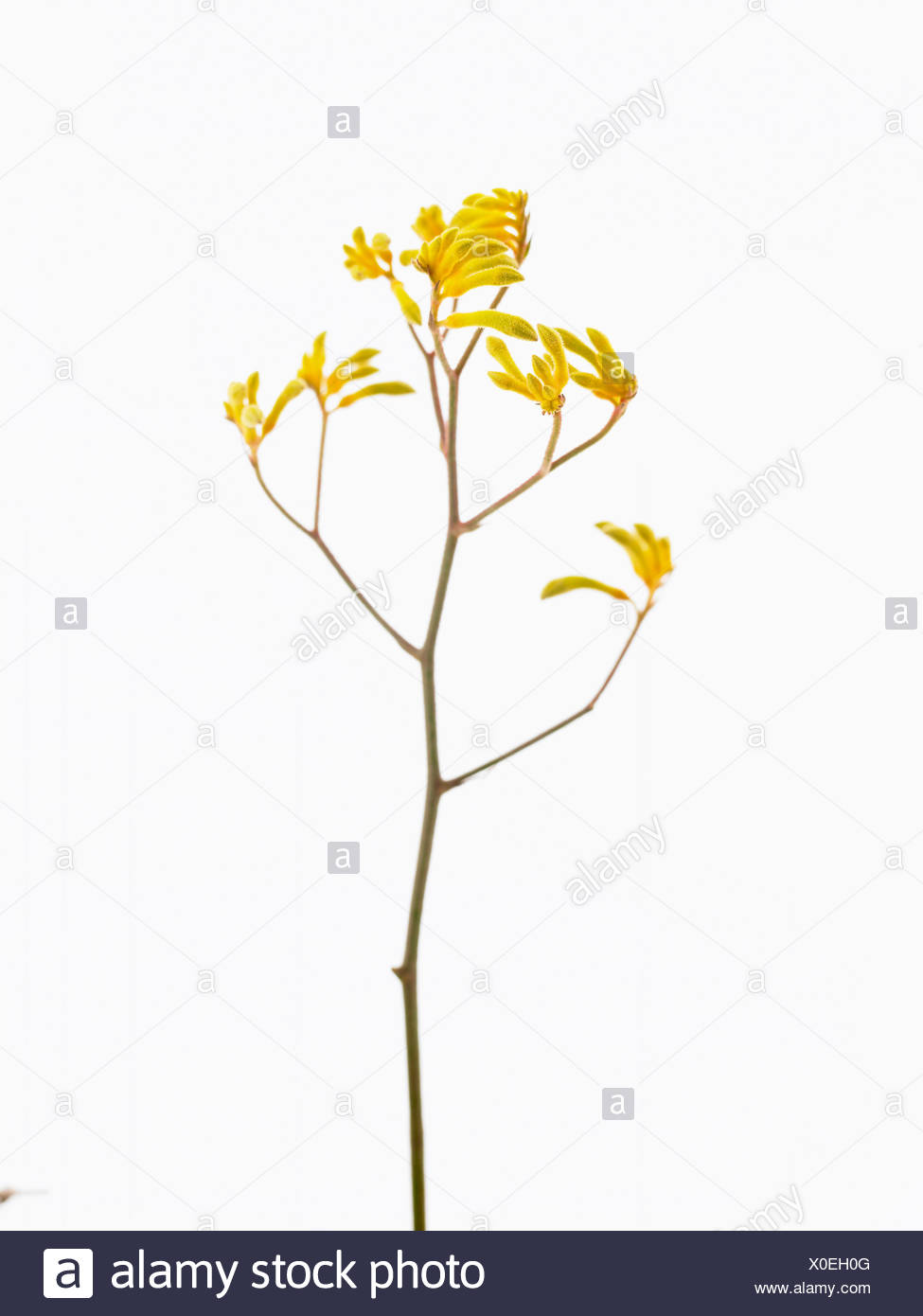 Close Up Kangaroo Paw Flower High Resolution Stock Photography and ...