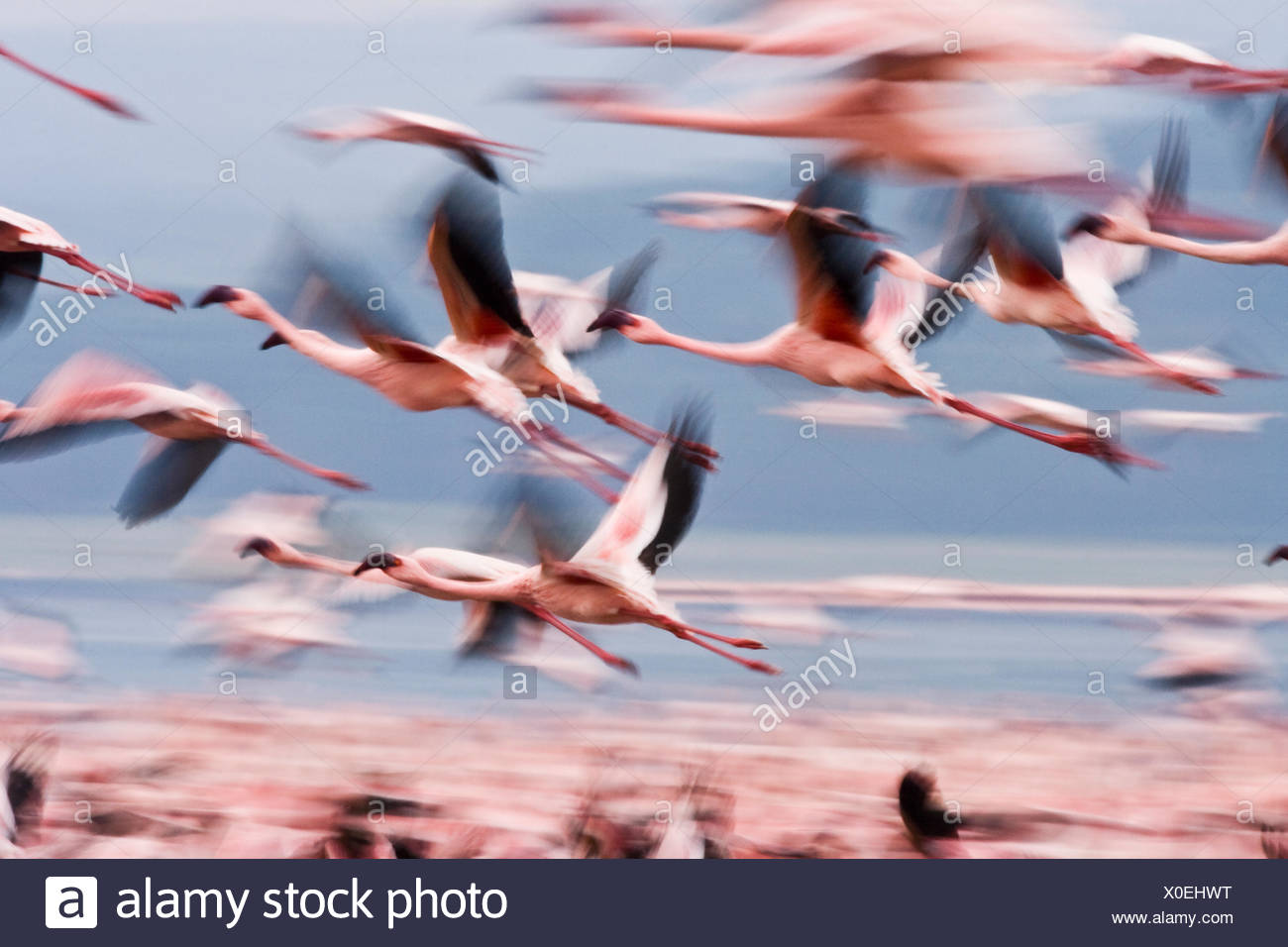 Lesser Flamingo Stock Photos & Lesser Flamingo Stock Images - Alamy