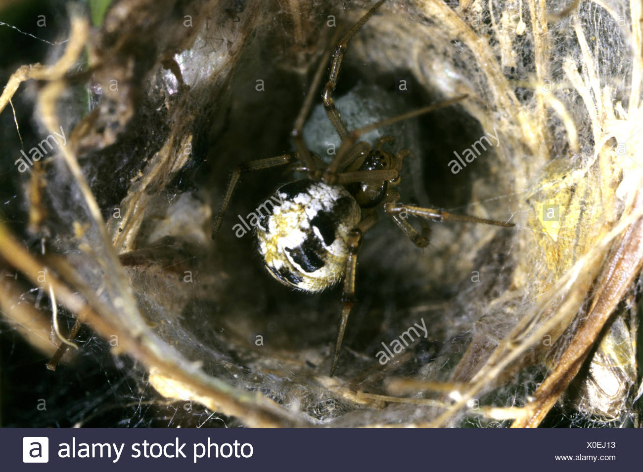 Cobweb Spiders And Comb Footed Spiders High Resolution Stock