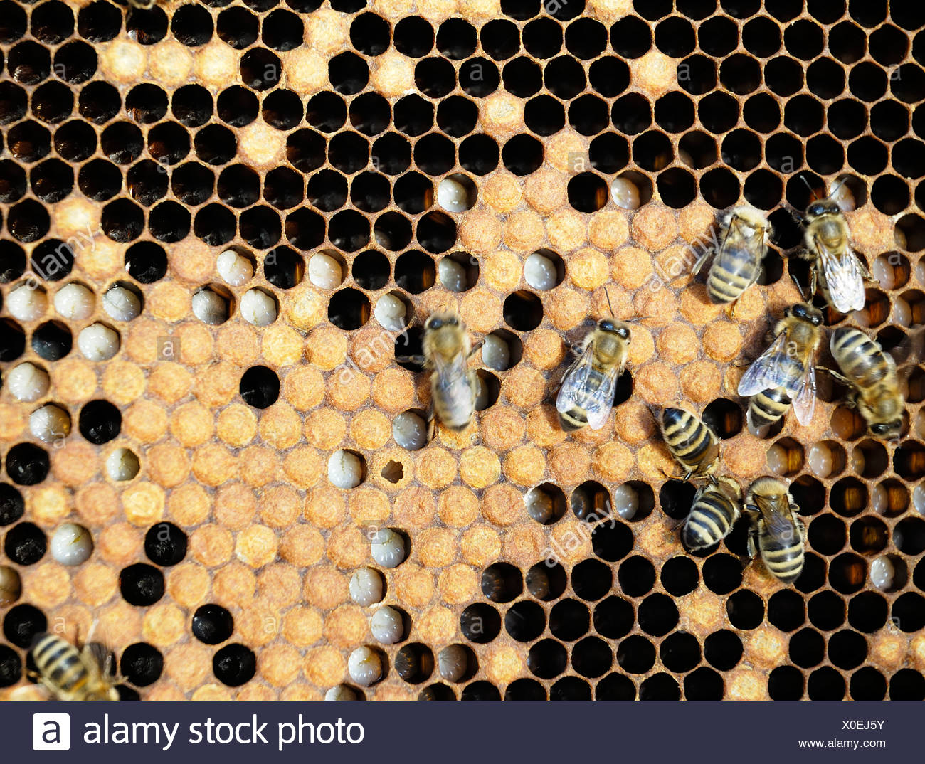 Beehive Cells High Resolution Stock Photography and Images - Alamy