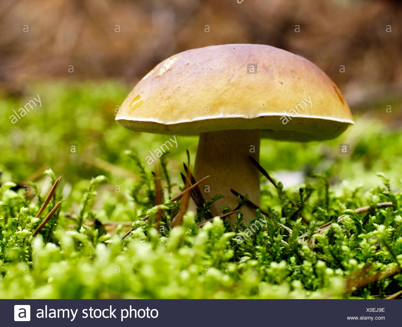 Yellow Boletus Stock Photos & Yellow Boletus Stock Images - Alamy