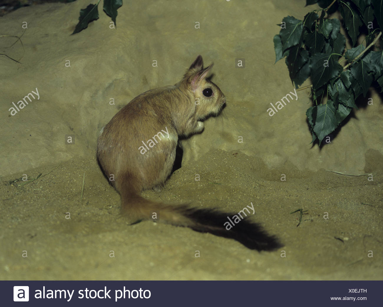 South African Springhare Pedetes Capensis High Resolution Stock ...