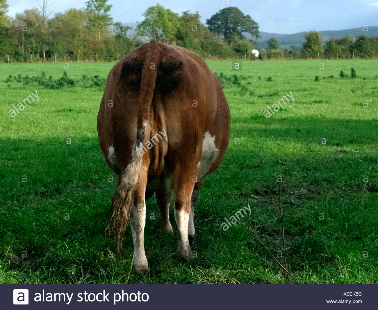 Fat Bum High Resolution Stock Photography and Images - Alamy