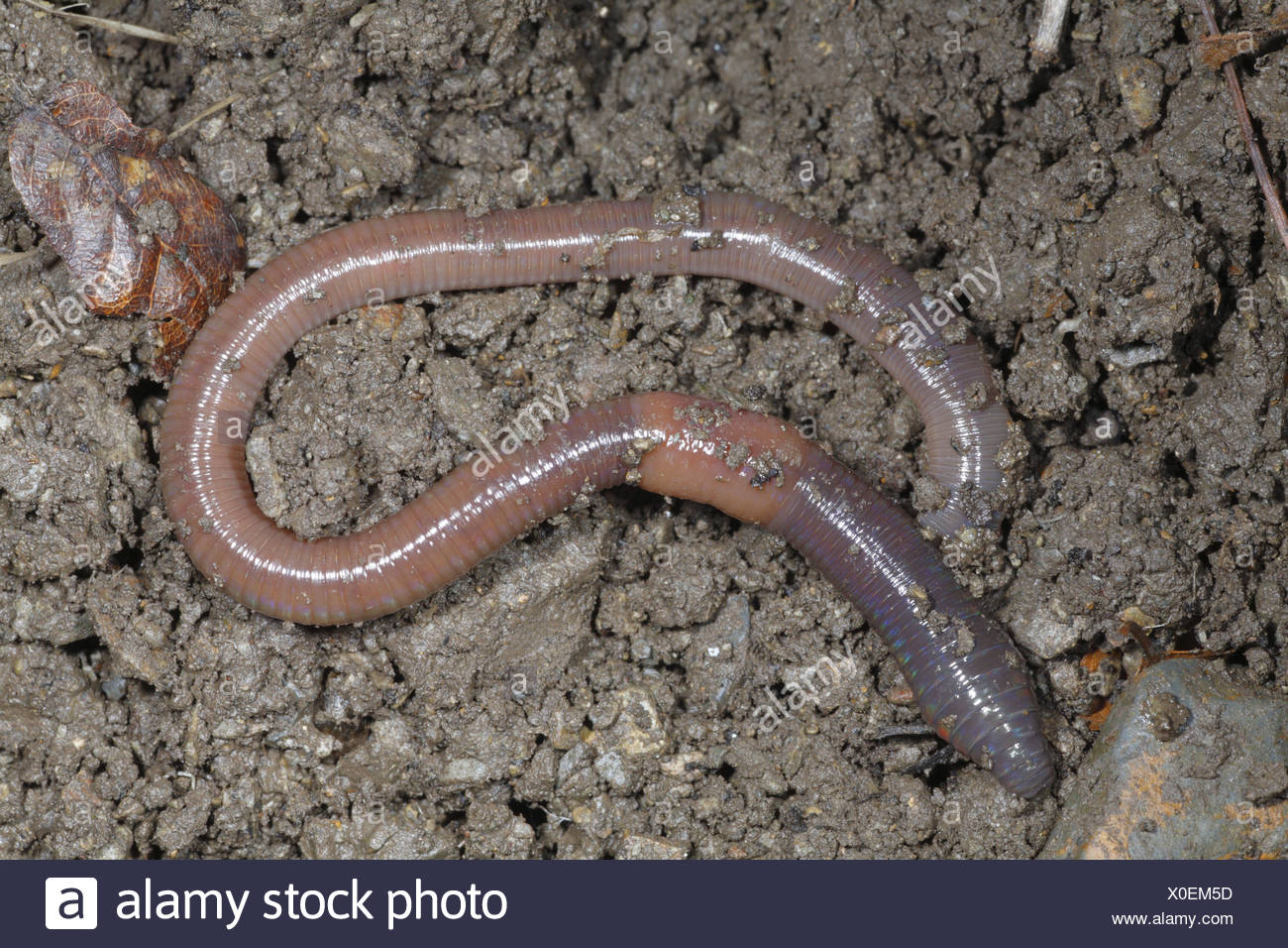 Lob Worms High Resolution Stock Photography and Images - Alamy