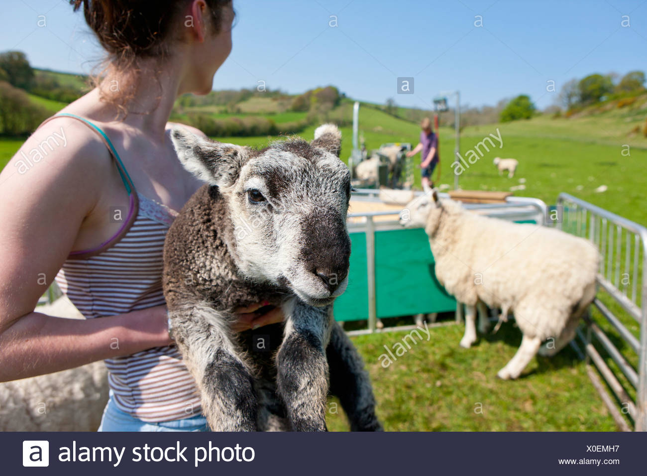 Newborn Lamb Stock Photos & Newborn Lamb Stock Images - Alamy