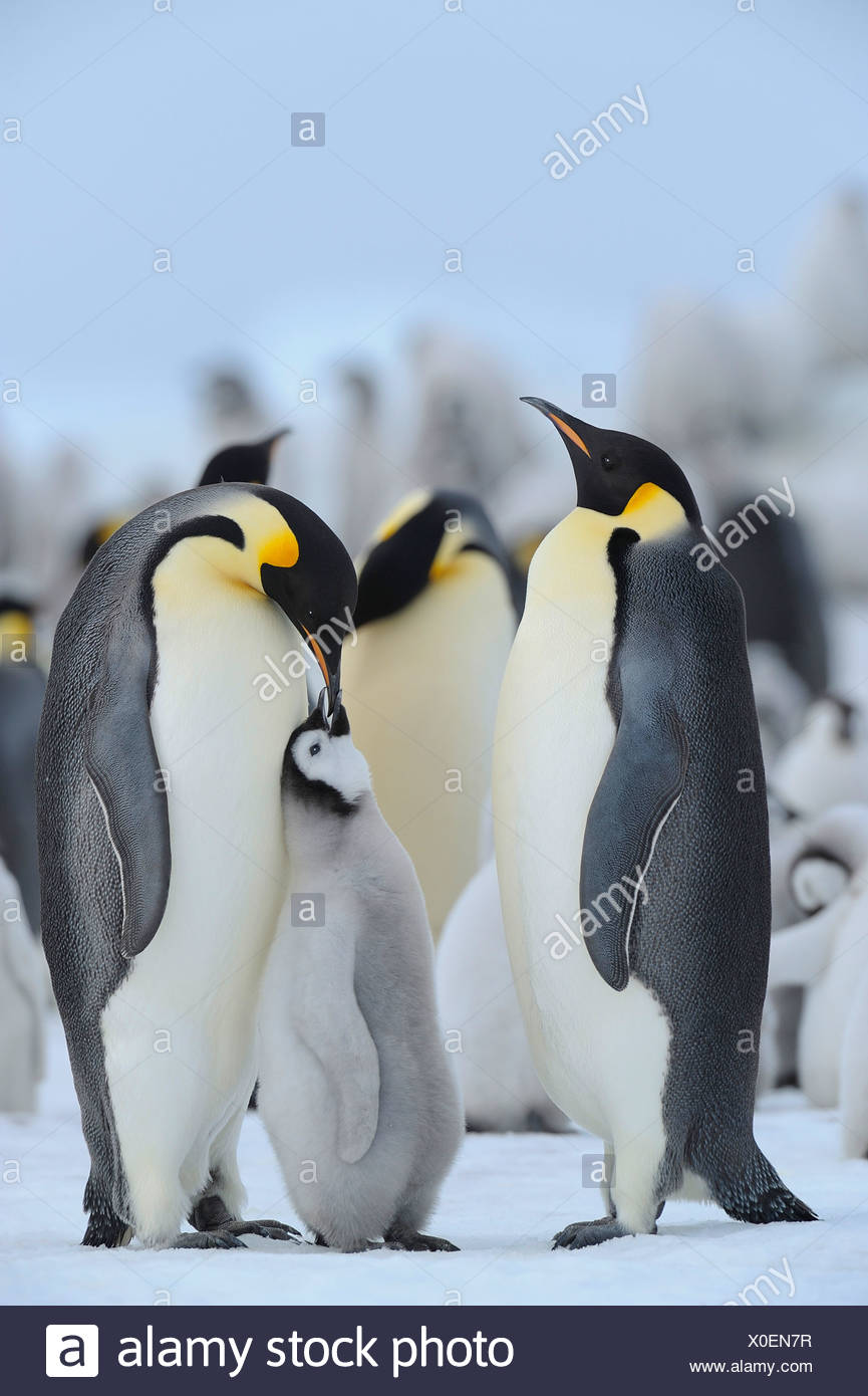 Emperor Penguin Feeding Chick High Resolution Stock Photography and ...