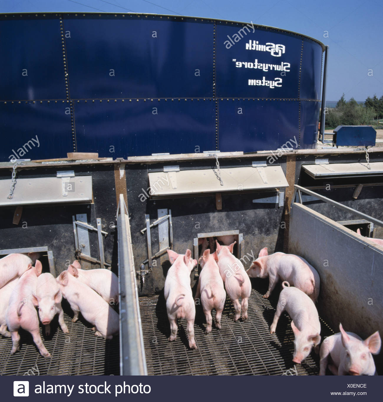 Weaner Pigs Stock Photos & Weaner Pigs Stock Images - Alamy