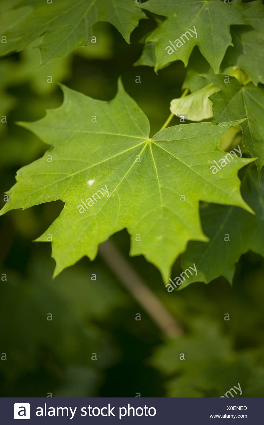 Norway Maple Leaf High Resolution Stock Photography and Images - Alamy