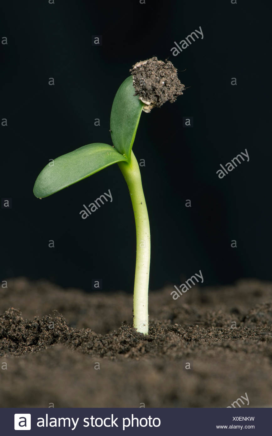 Seed Sunflower High Resolution Stock Photography and Images - Alamy
