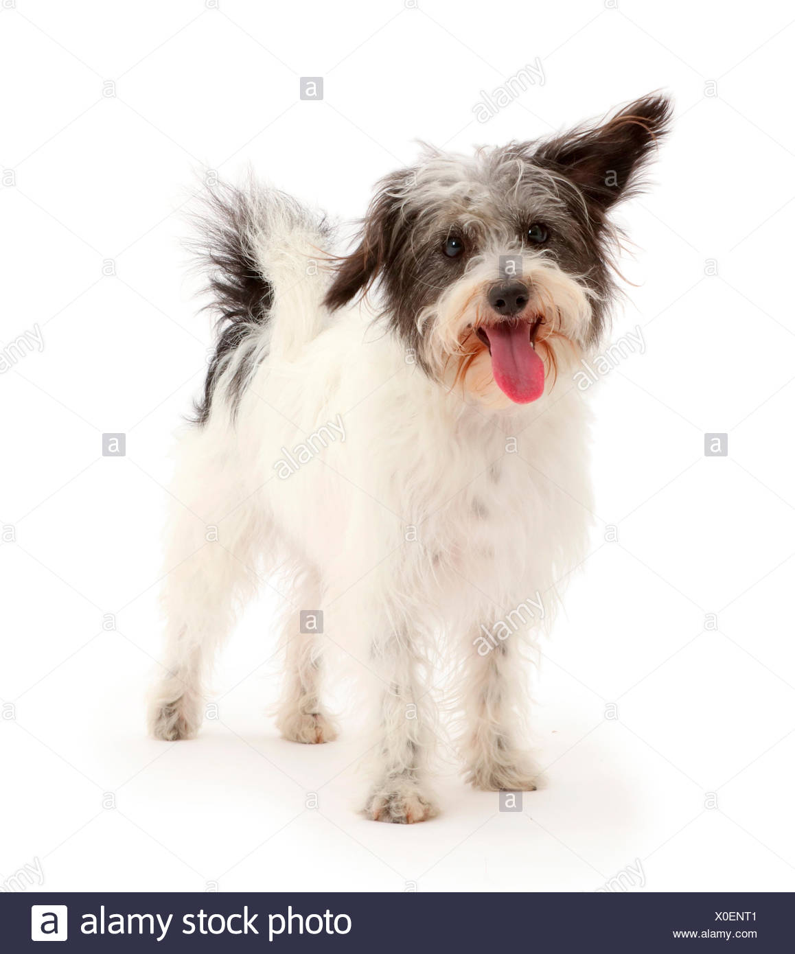 Jackapoo High Resolution Stock Photography and Images - Alamy