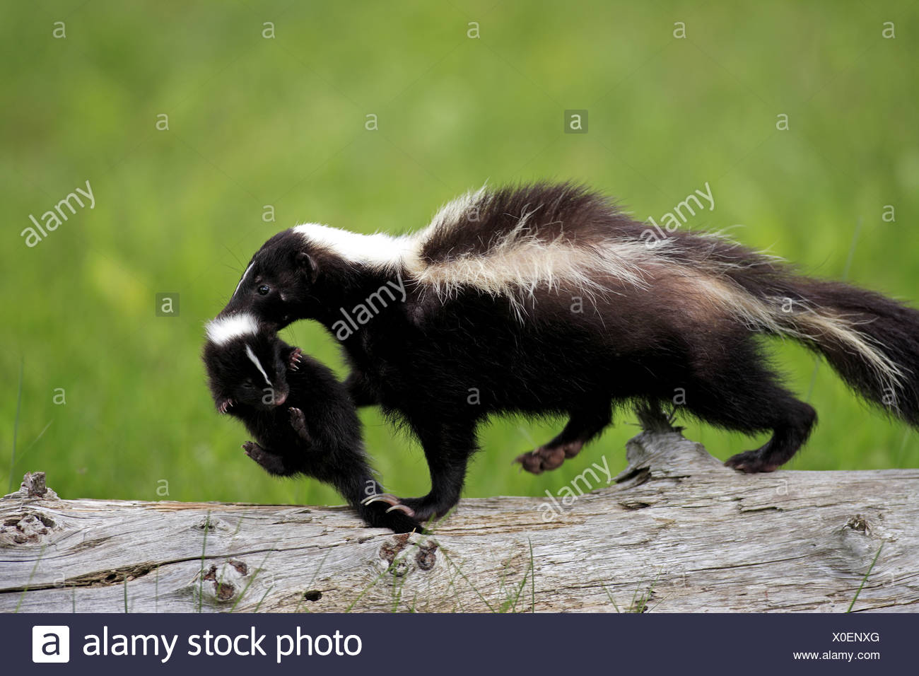 Baby Skunks High Resolution Stock Photography and Images - Alamy