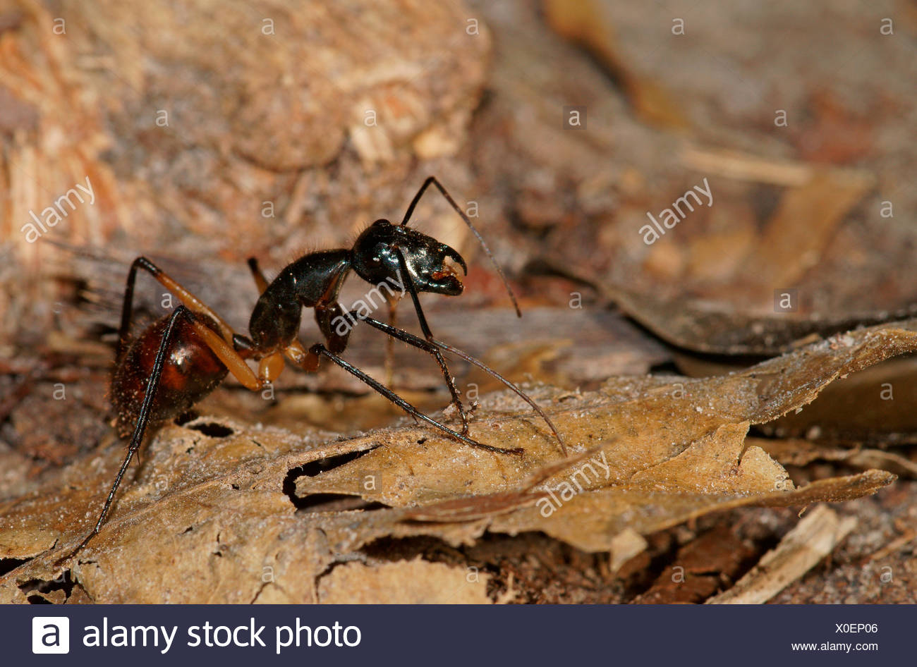 Giant Ant Stock Photos & Giant Ant Stock Images - Alamy