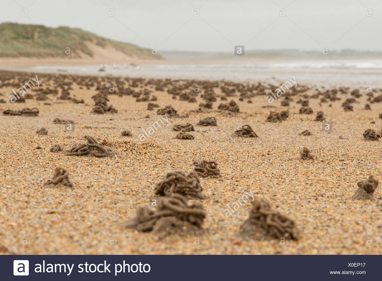 Worm Castings Stock Photos & Worm Castings Stock Images - Alamy