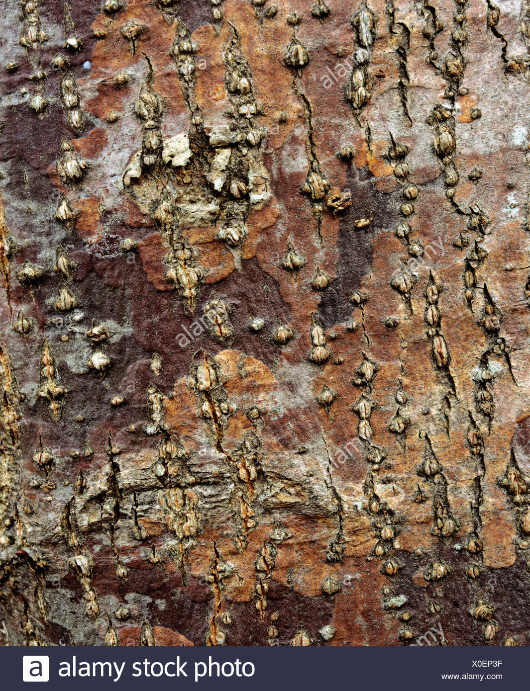 Beech Bark High Resolution Stock Photography and Images - Alamy