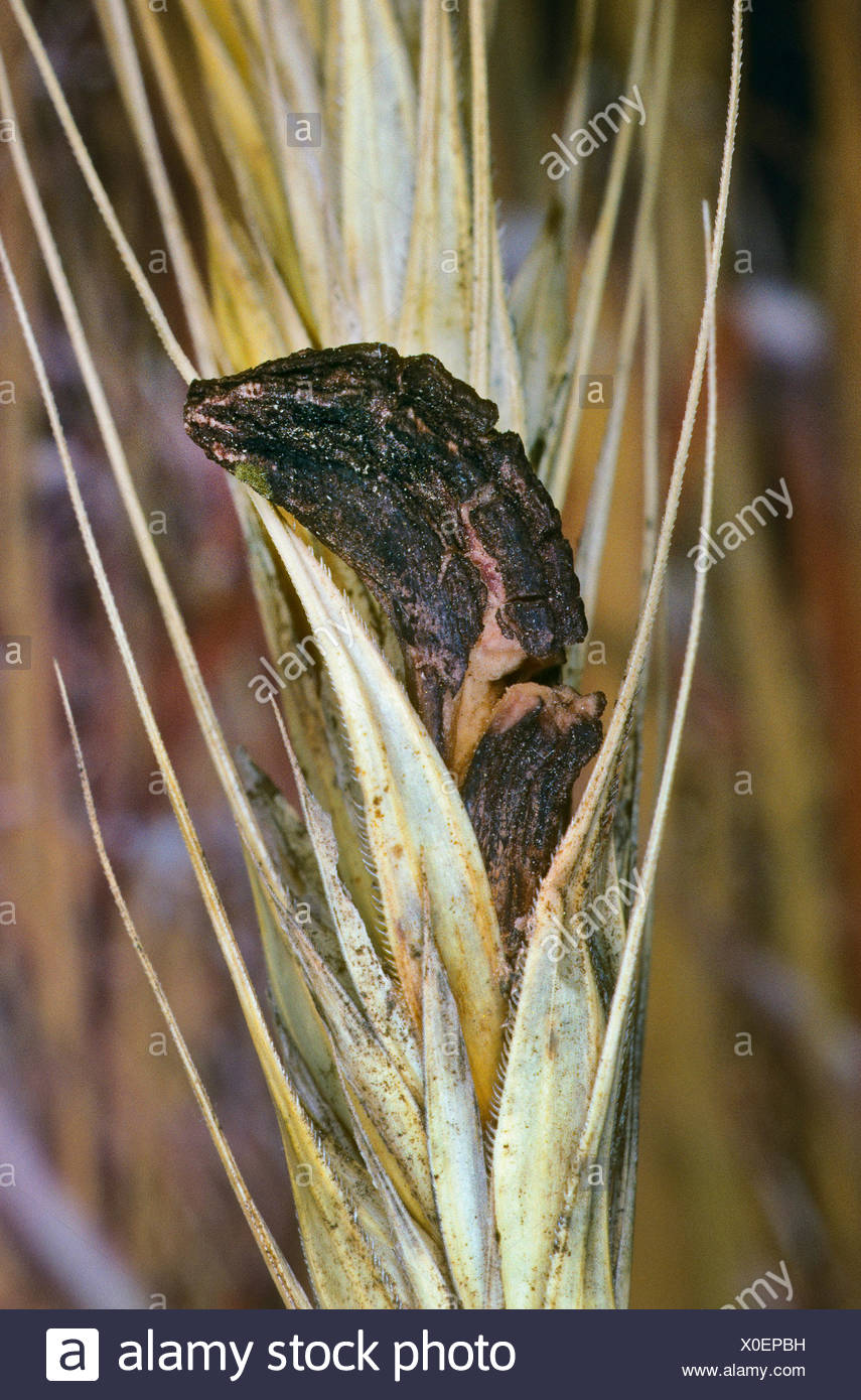 Ergot Sclerotia High Resolution Stock Photography and Images - Alamy