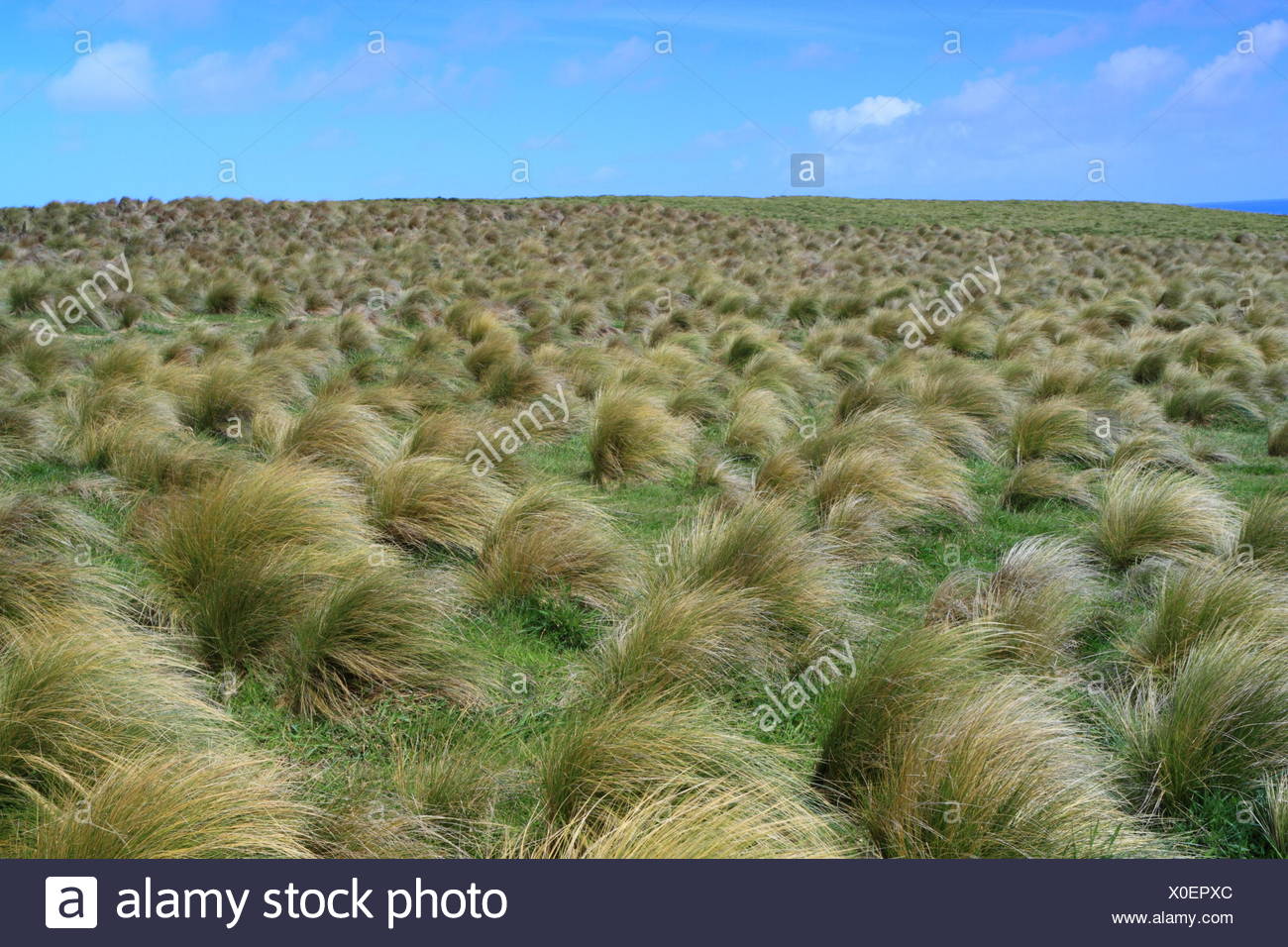 Tussock Grass High Resolution Stock Photography and Images - Alamy