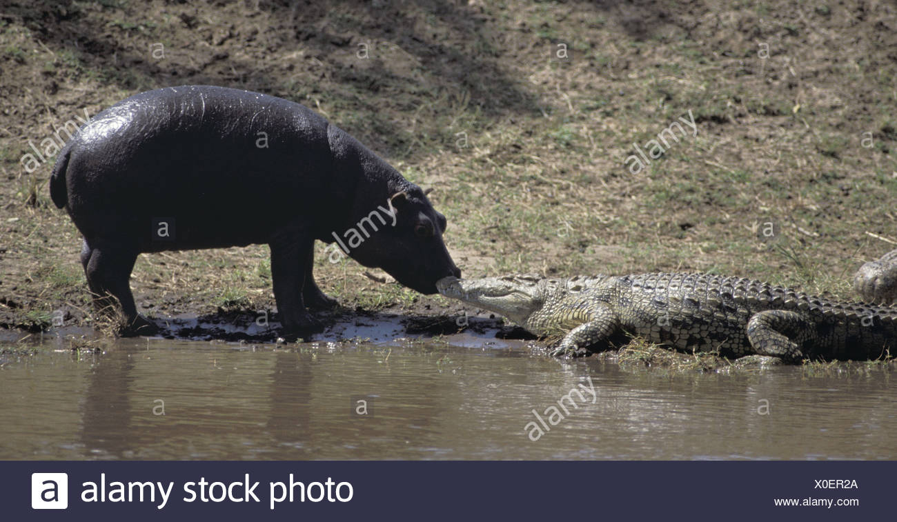 Crocodile And Hippo Crocodylus Niloticus High Resolution Stock ...