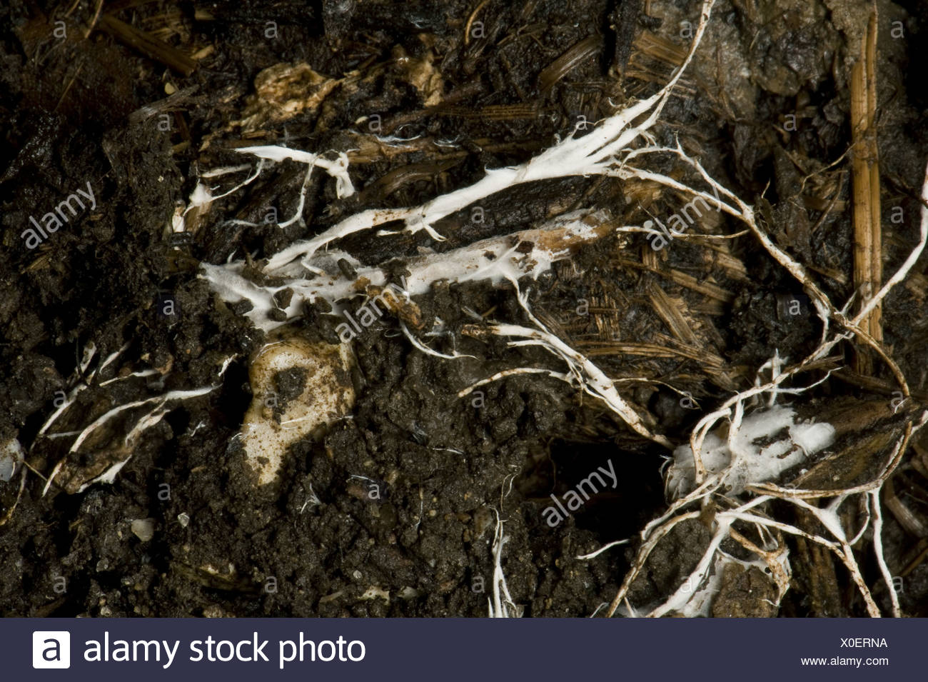 Mycelial Threads High Resolution Stock Photography and Images - Alamy