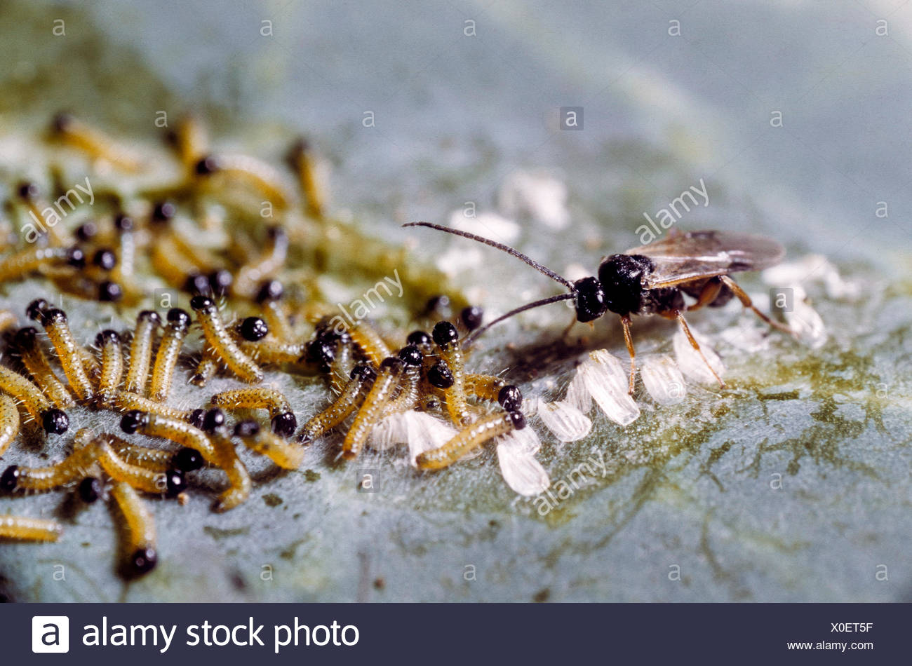 Apanteles Glomeratus High Resolution Stock Photography and Images - Alamy