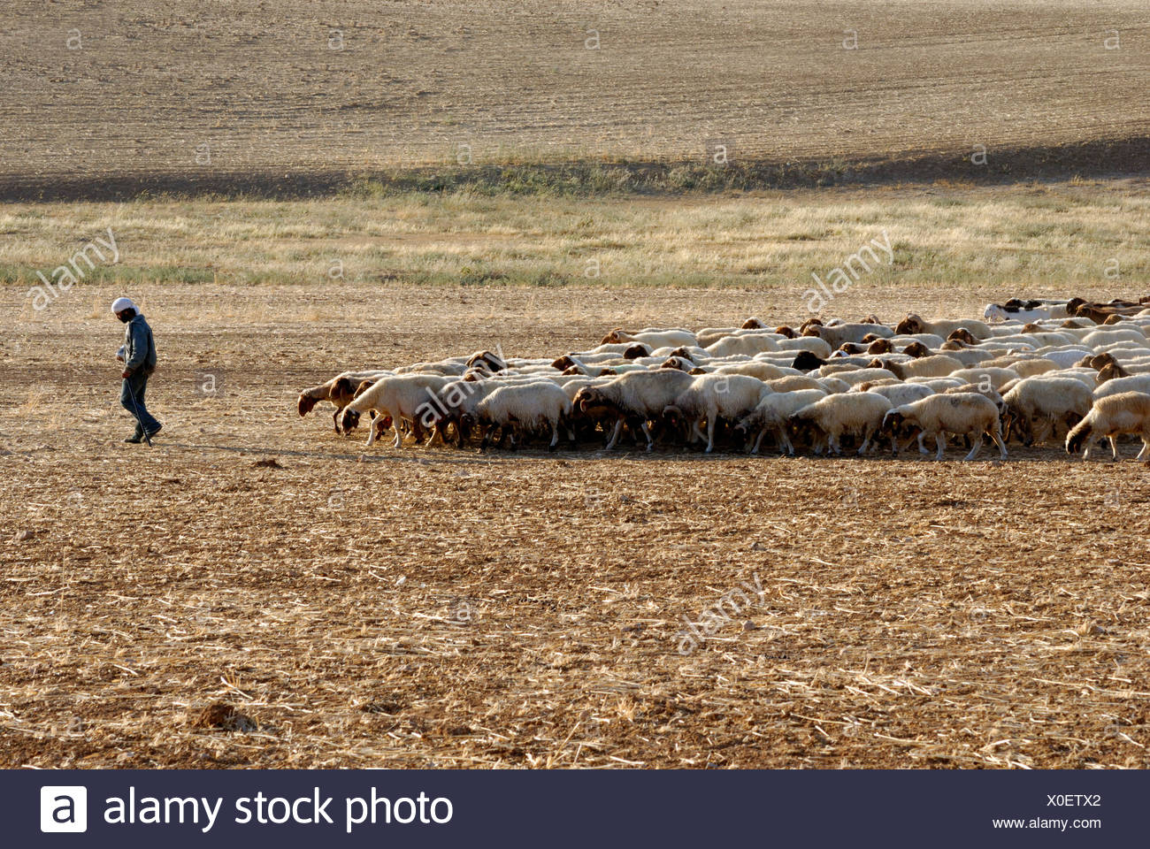 Shepherd Sheep Goats Stock Photos & Shepherd Sheep Goats Stock Images ...