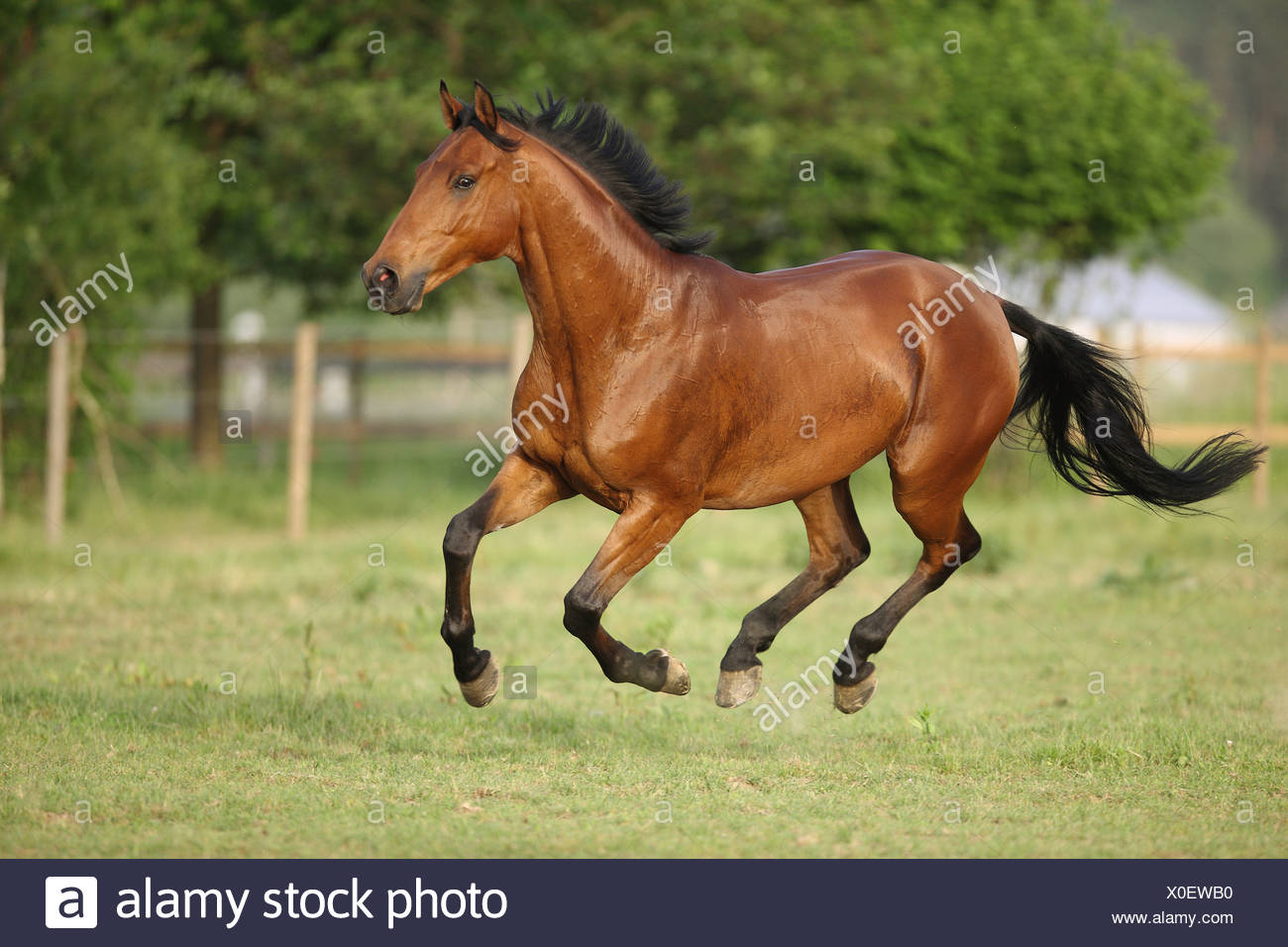 Nonius Horse High Resolution Stock Photography and Images - Alamy