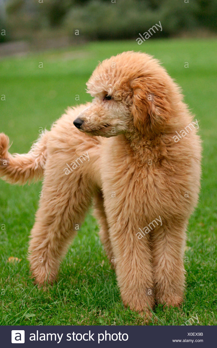 Grand Poodle High Resolution Stock Photography and Images - Alamy