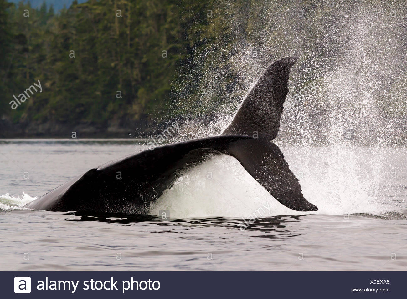 Tail Slapping High Resolution Stock Photography and Images - Alamy