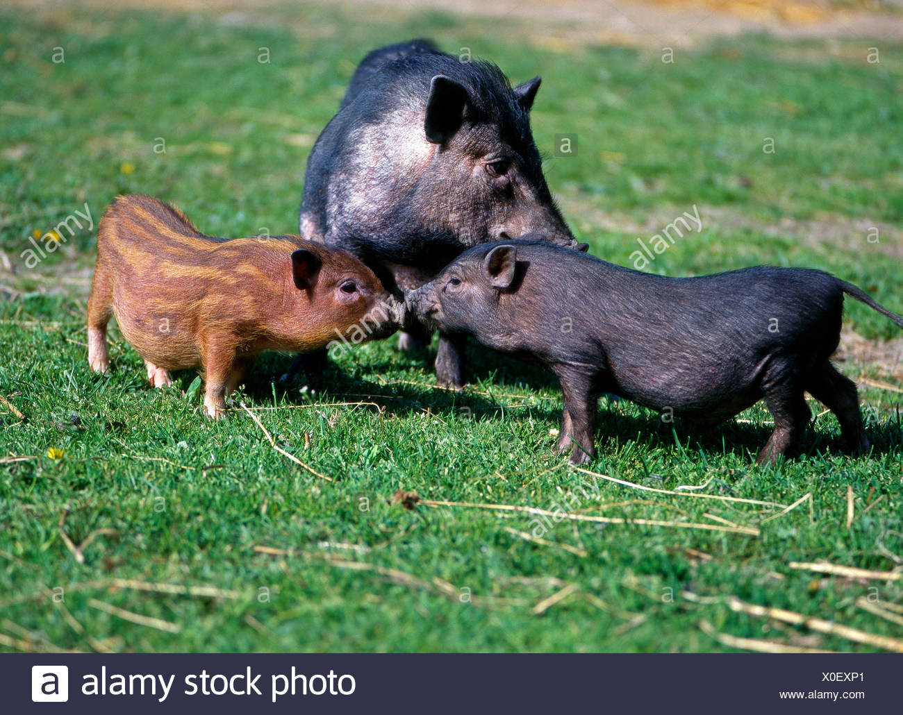 Piglets With Mother Pig High Resolution Stock Photography and Images ...