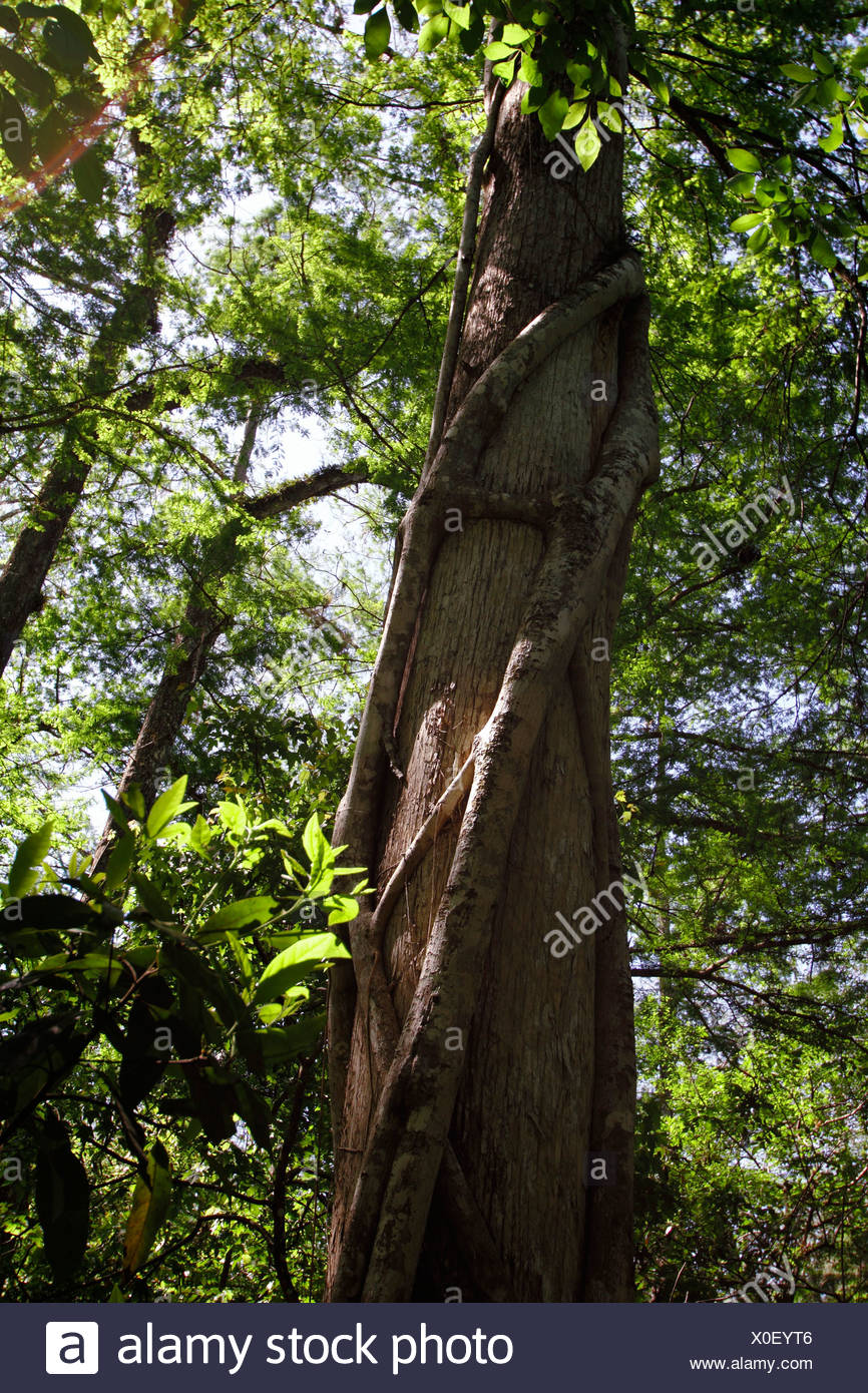 Strangler Fig Around The Tree High Resolution Stock Photography and ...