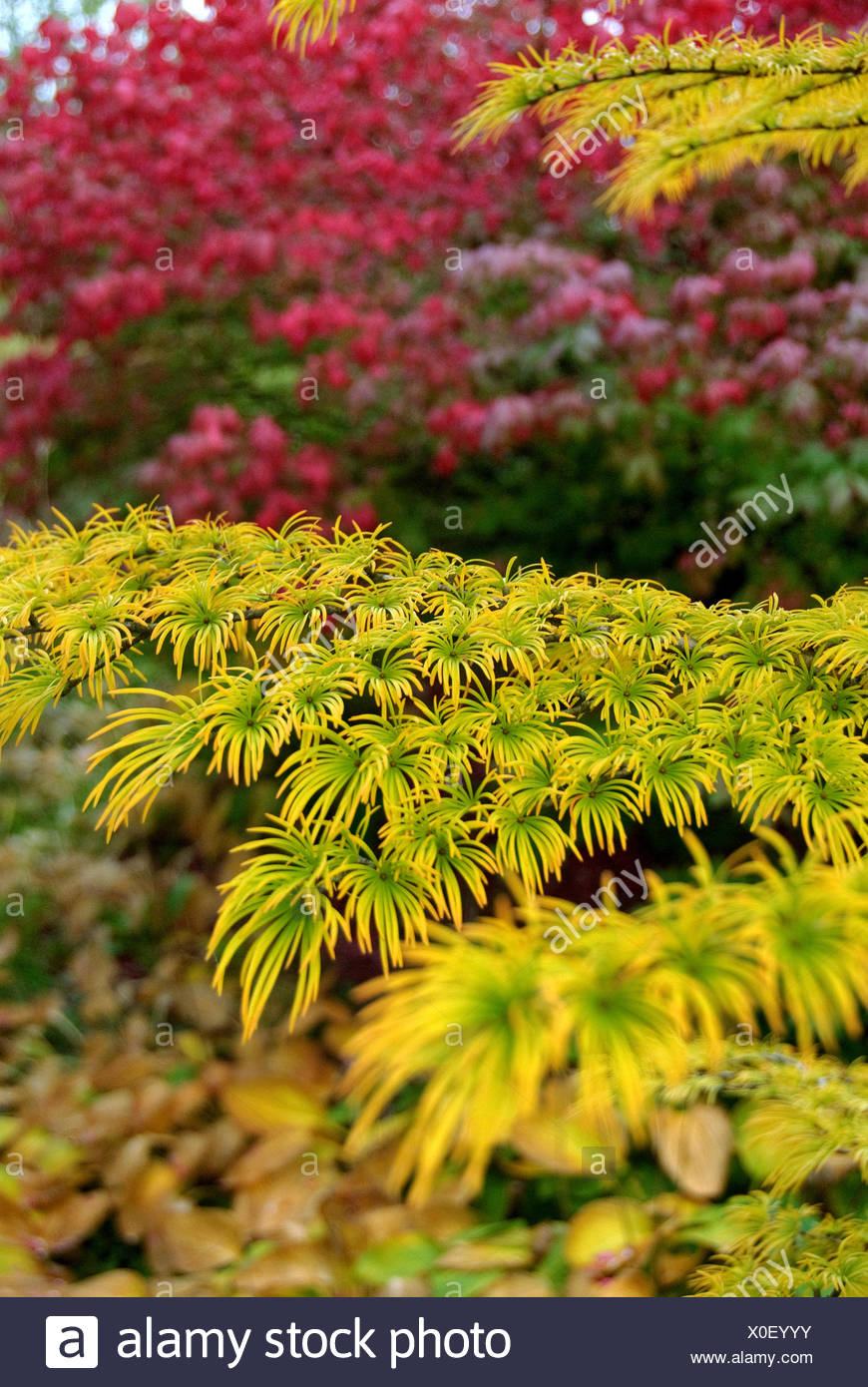 Pseudolarix Kaempferi High Resolution Stock Photography and Images - Alamy