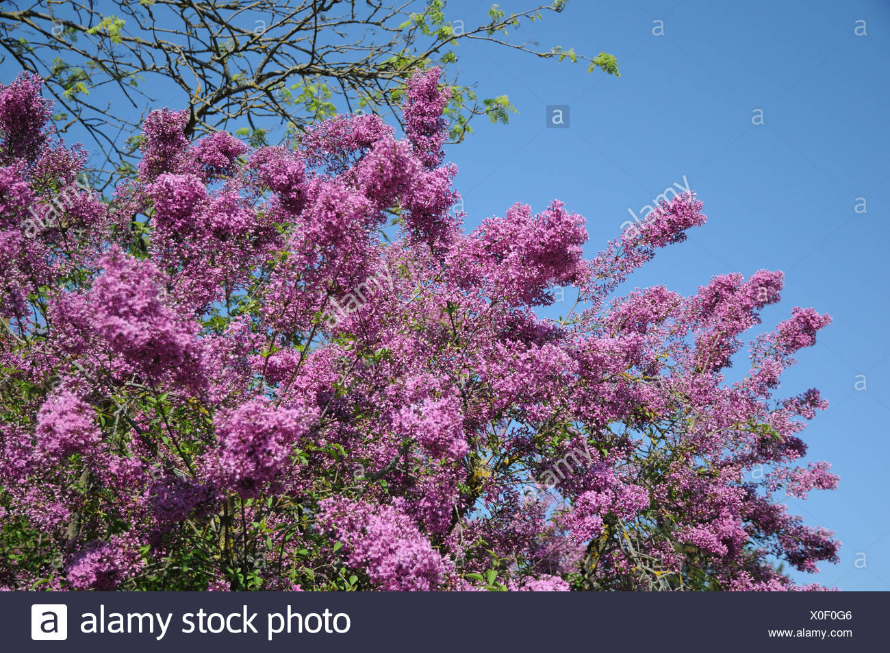Syringa X Chinensis High Resolution Stock Photography and Images - Alamy