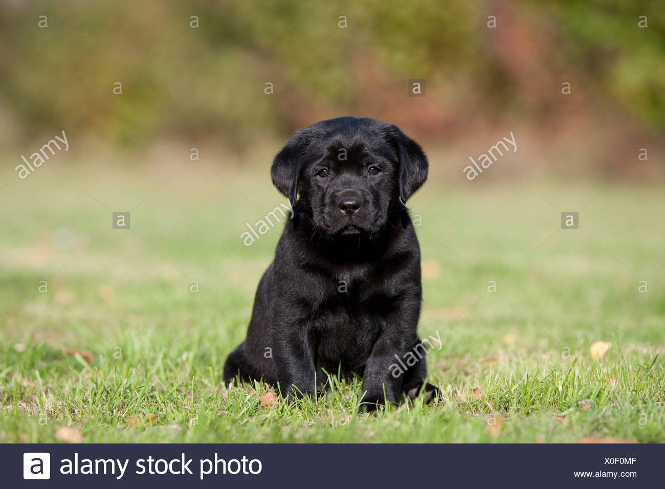 Black Labrador Puppy High Resolution Stock Photography and Images - Alamy