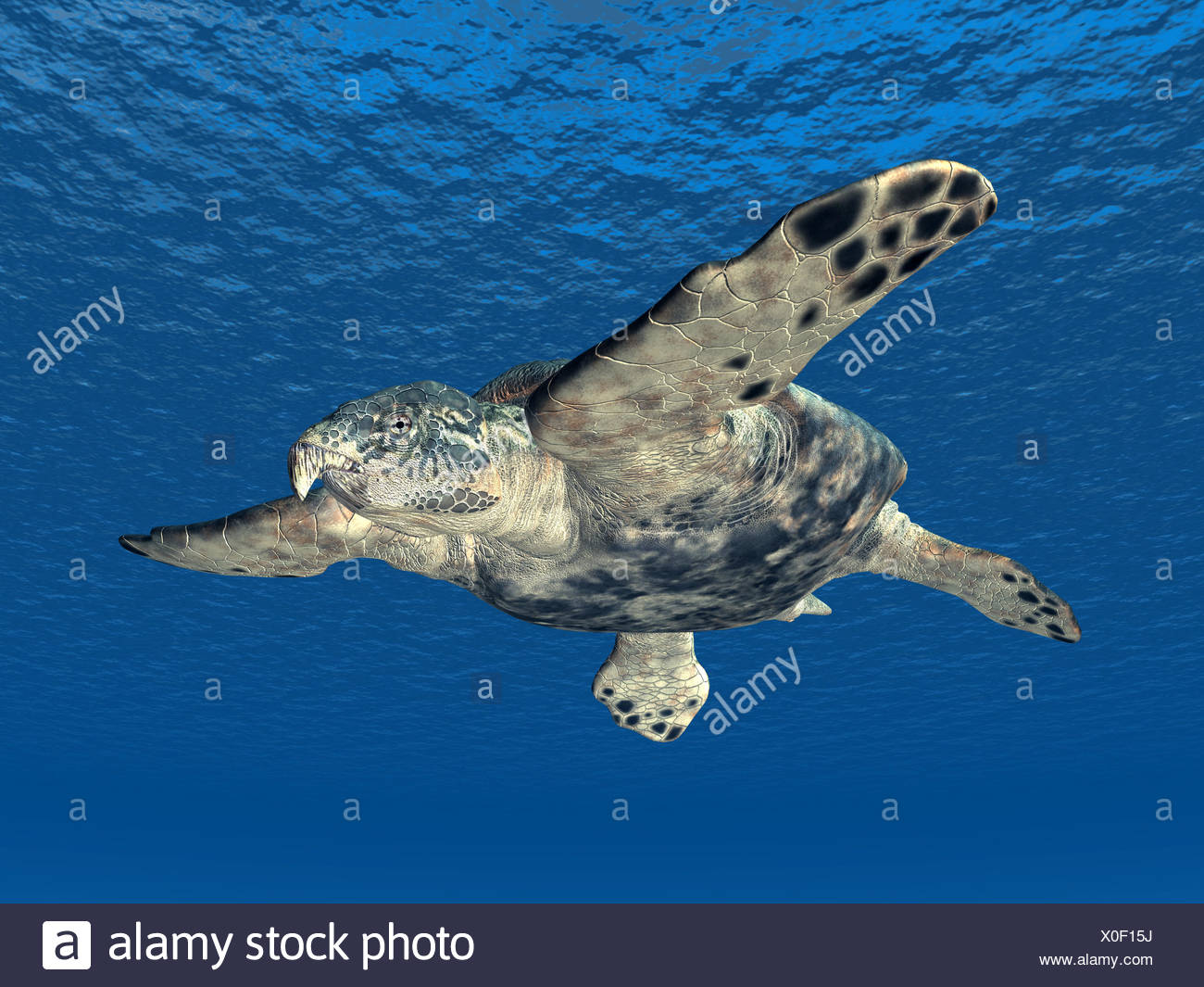 Fossil Turtle Stock Photos & Fossil Turtle Stock Images - Alamy
