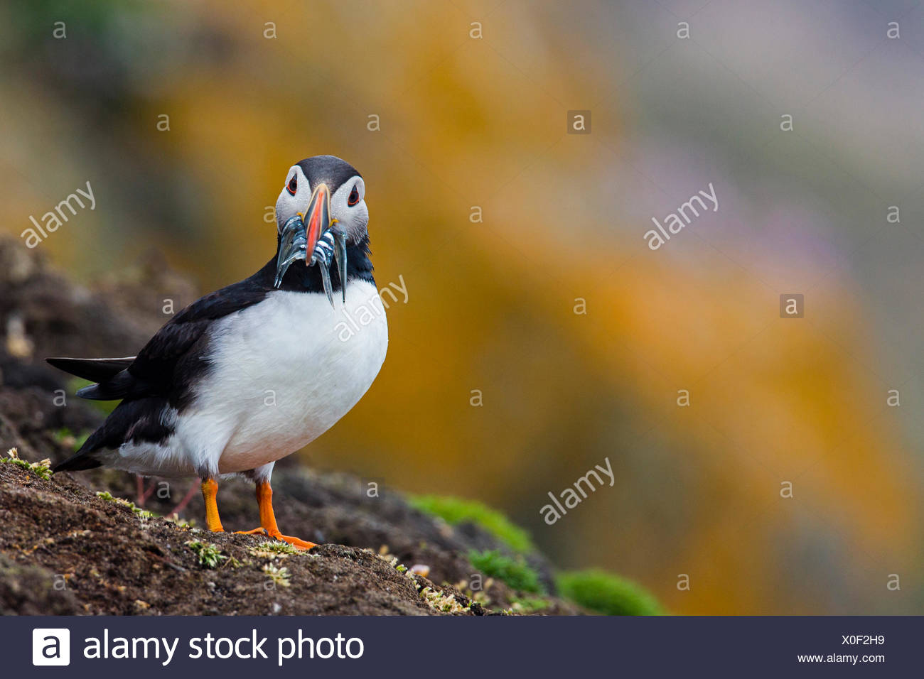 Common Sand Eel High Resolution Stock Photography and Images - Alamy