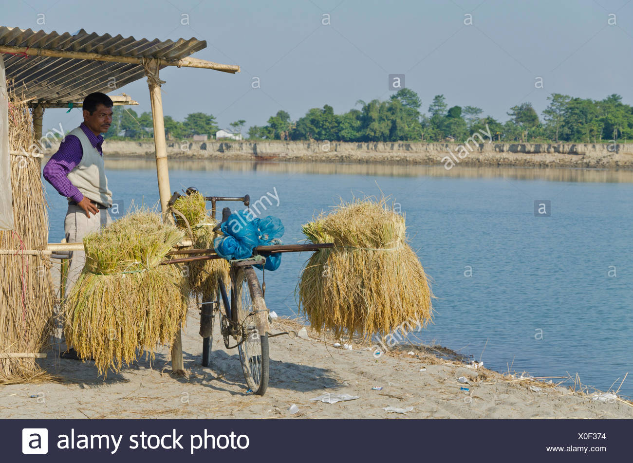 Transporting Rice Stock Photos & Transporting Rice Stock Images - Alamy