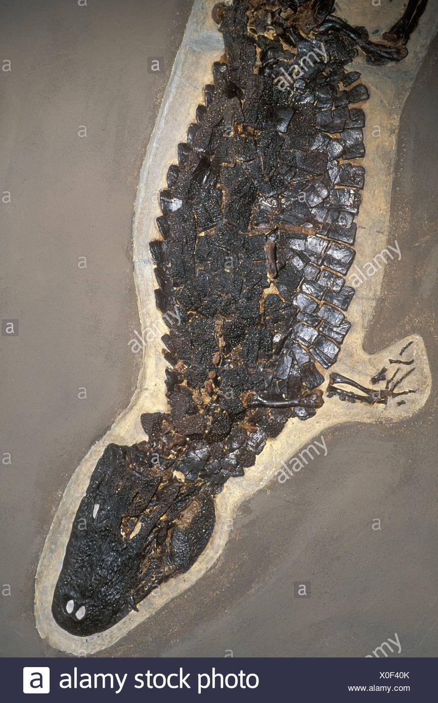 Alligator Bones High Resolution Stock Photography and Images - Alamy