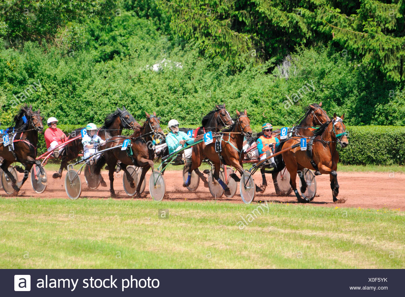 Harness Racing Standardbred Trotter Sulky High Resolution Stock ...