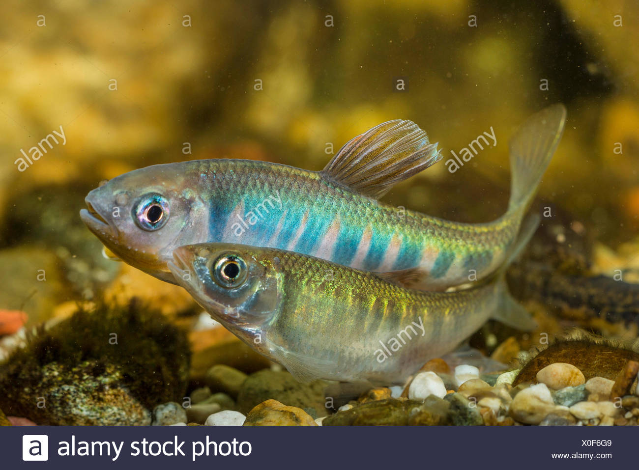 Zacco Platypus High Resolution Stock Photography and Images - Alamy