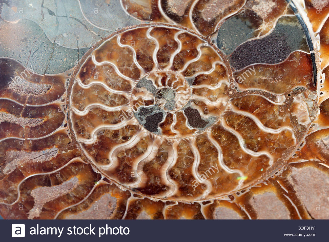 Nautilus Shell High Resolution Stock Photography and Images - Alamy